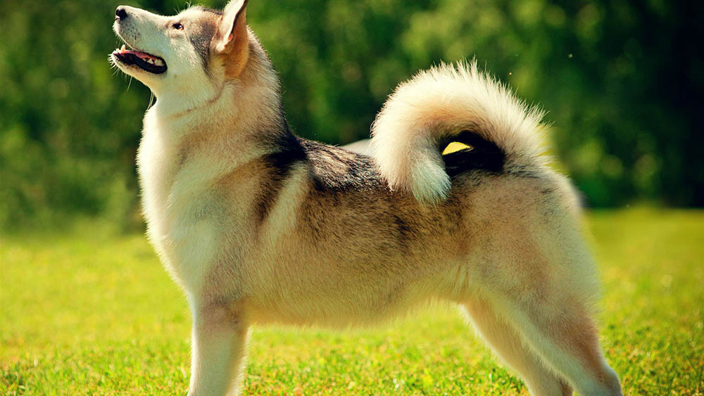 Des conseils au poil pour un super pelage - Happy Best Friends